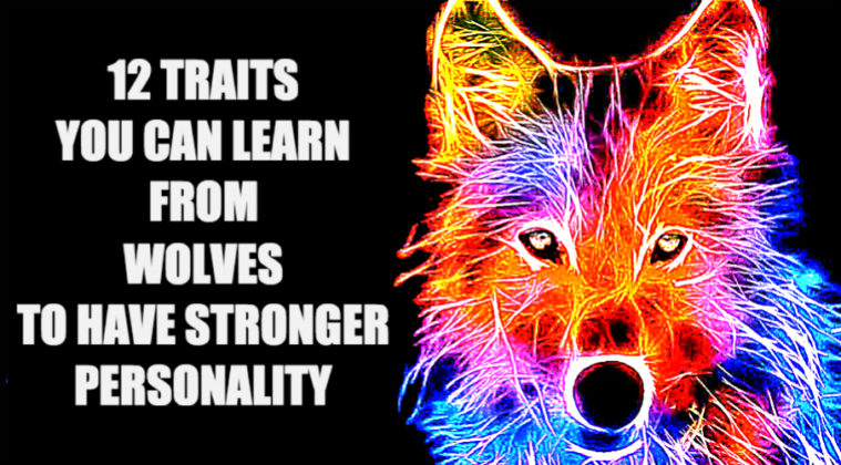 12 Traits You Can Learn From Wolves To Be A Stronger Human Being