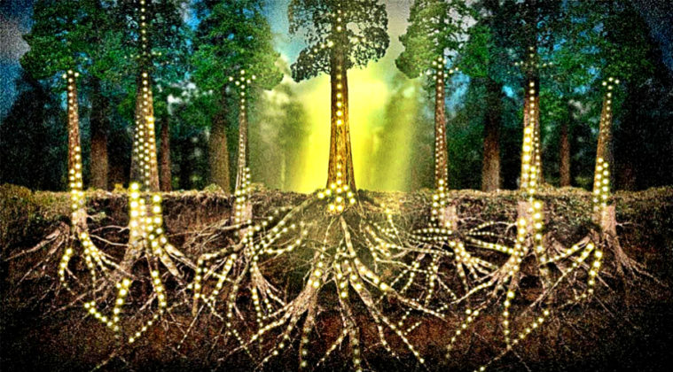 12 Astonishing Facts That Prove Trees Communicate And Have Feelings